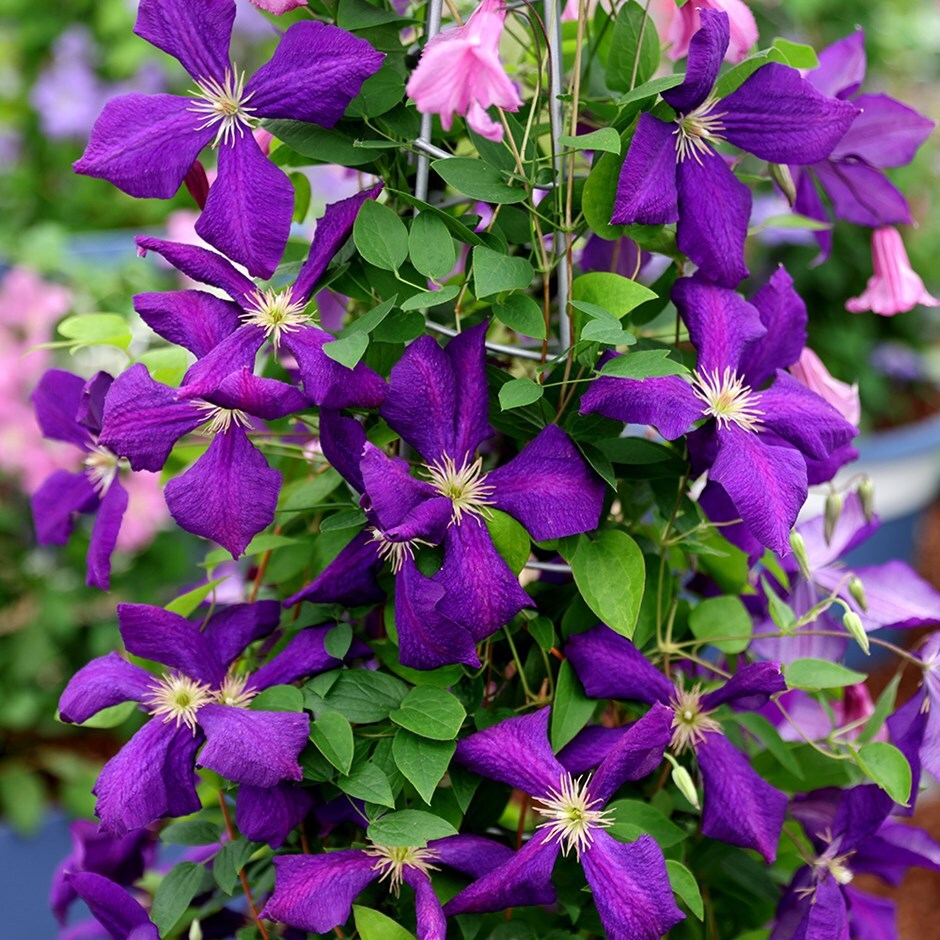 Buy Late Large Flowered Clematis group 3 Clematis Jackmanii Buy Late Large Flowered Clematis group 3 Clematis Jackmanii