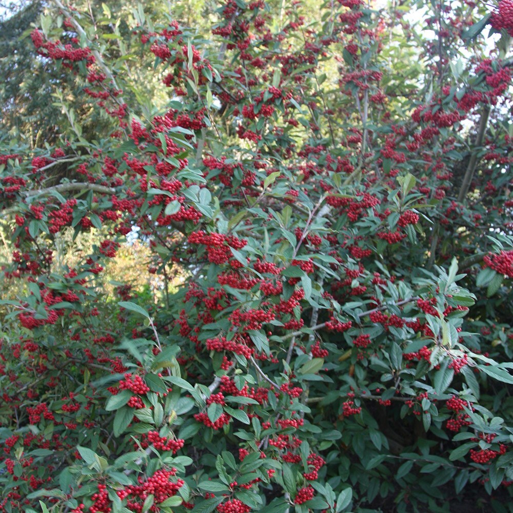 Buy cotoneaster Cotoneaster Cornubia: £12.99 Delivery by Crocus