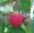 Fruits and Vegetables