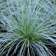 Buy Blue Fescue Festuca Glauca Elijah Blue 7 99 Delivery By Crocus Buy Blue Fescue Festuca Glauca Elijah Blue 7 99 Delivery By Crocus