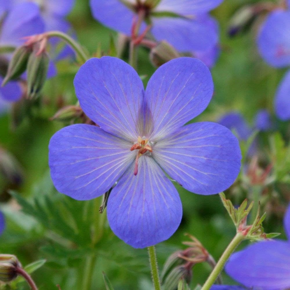 Buy cranesbill Geranium × johnsonii Johnson's Blue: £14.99 Delivery by ... Buy cranesbill Geranium × johnsonii Johnson's Blue: £14.99 Delivery by ...