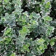 Buy Evergreen Bittersweet Euonymus Fortunei Emerald Gaiety 19 99