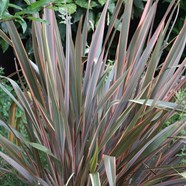 Buy New Zealand Flax Syn Rainbow Queen Phormium Maori Queen 29 