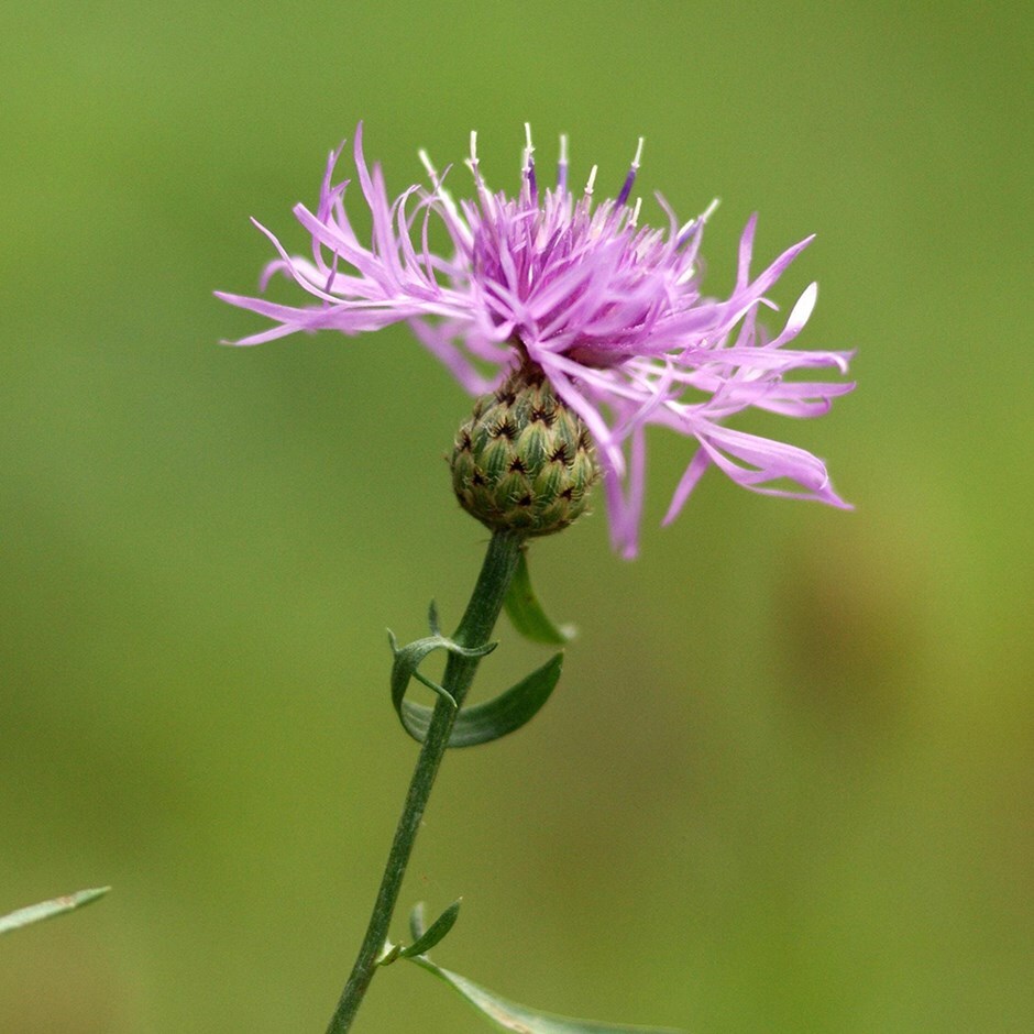 Buy common knapweed Centaurea nigra