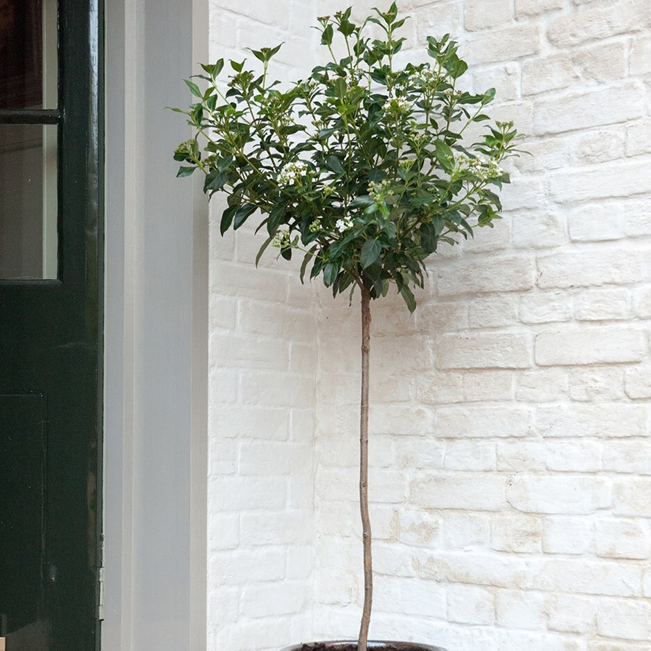 Buy laurustinus - ½ standard Viburnum tinus: Delivery by Waitrose ...