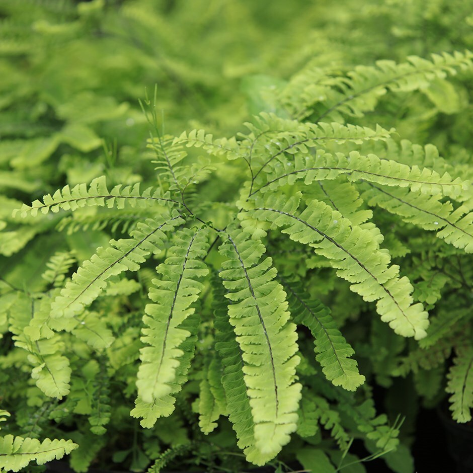 Buy five-fingered maidenhair fern (syn Adiantum pedatum ) Adiantum ...