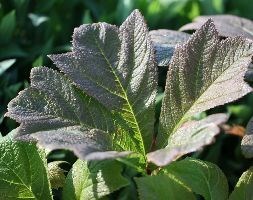 Buy angelica Angelica archangelica