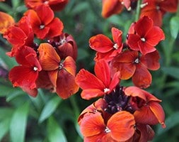 The RHS Persian Wallflower Collection