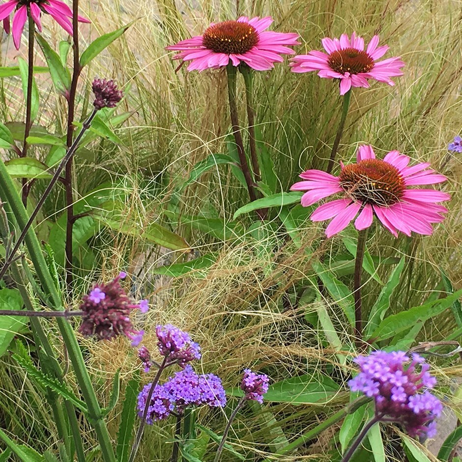 Create a prairie plant combination