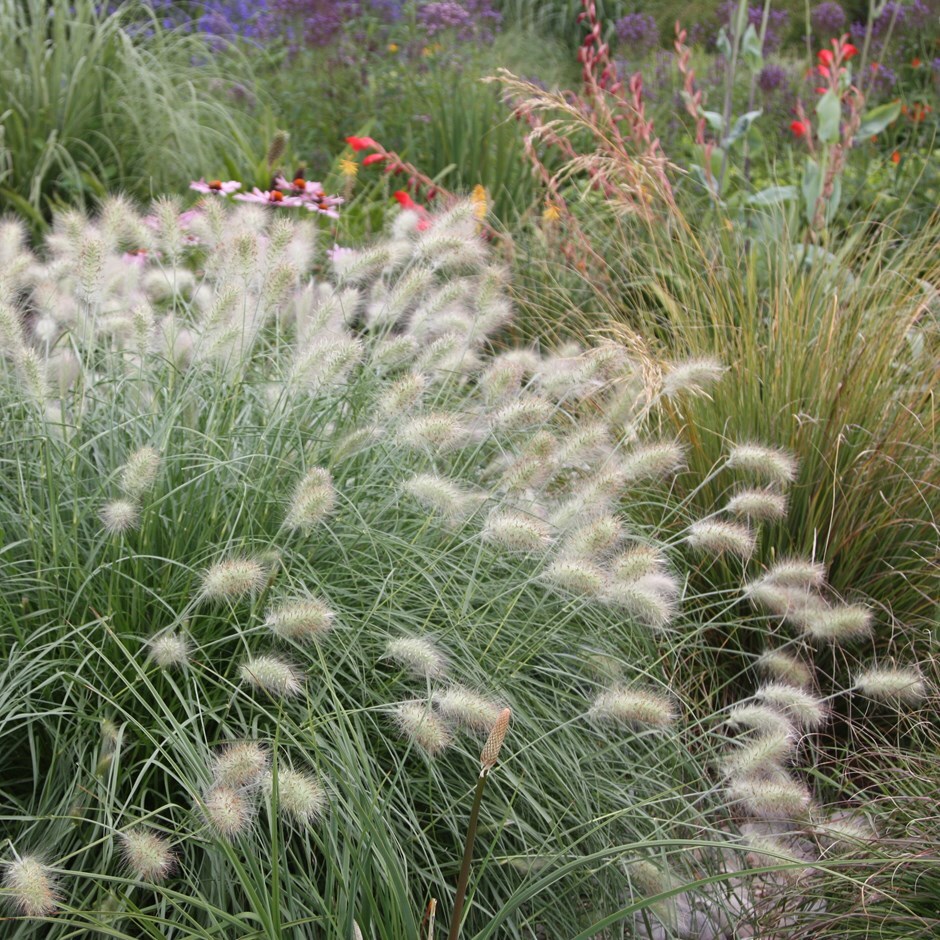 Buy Feathertop Pennisetum Villosum 9 99 Delivery By Crocus Buy Feathertop Pennisetum Villosum 9 99 Delivery By Crocus