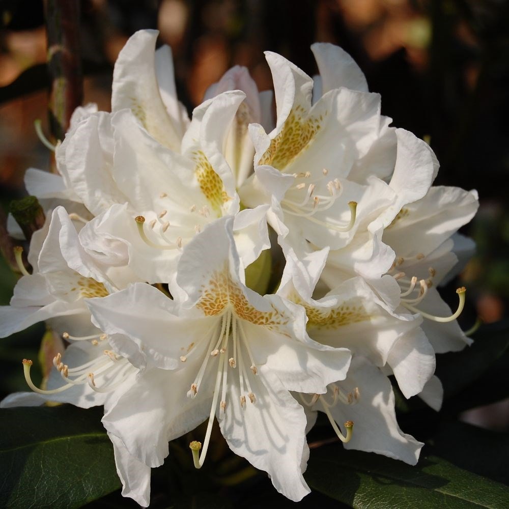 Buy hybrid rhododendron Rhododendron Cunningham's White: £79.99 ...