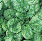 Buy spinach 'Matador' spinach Matador: £1.49 Delivery by Crocus