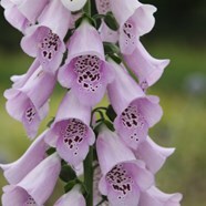 What Is Foxglove Digitalis What Is Foxglove Digitalis