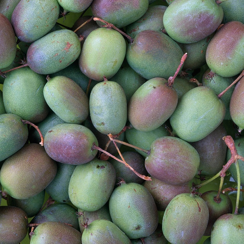 Buy mini kiwi fruit kiwi fruit 'Issai'