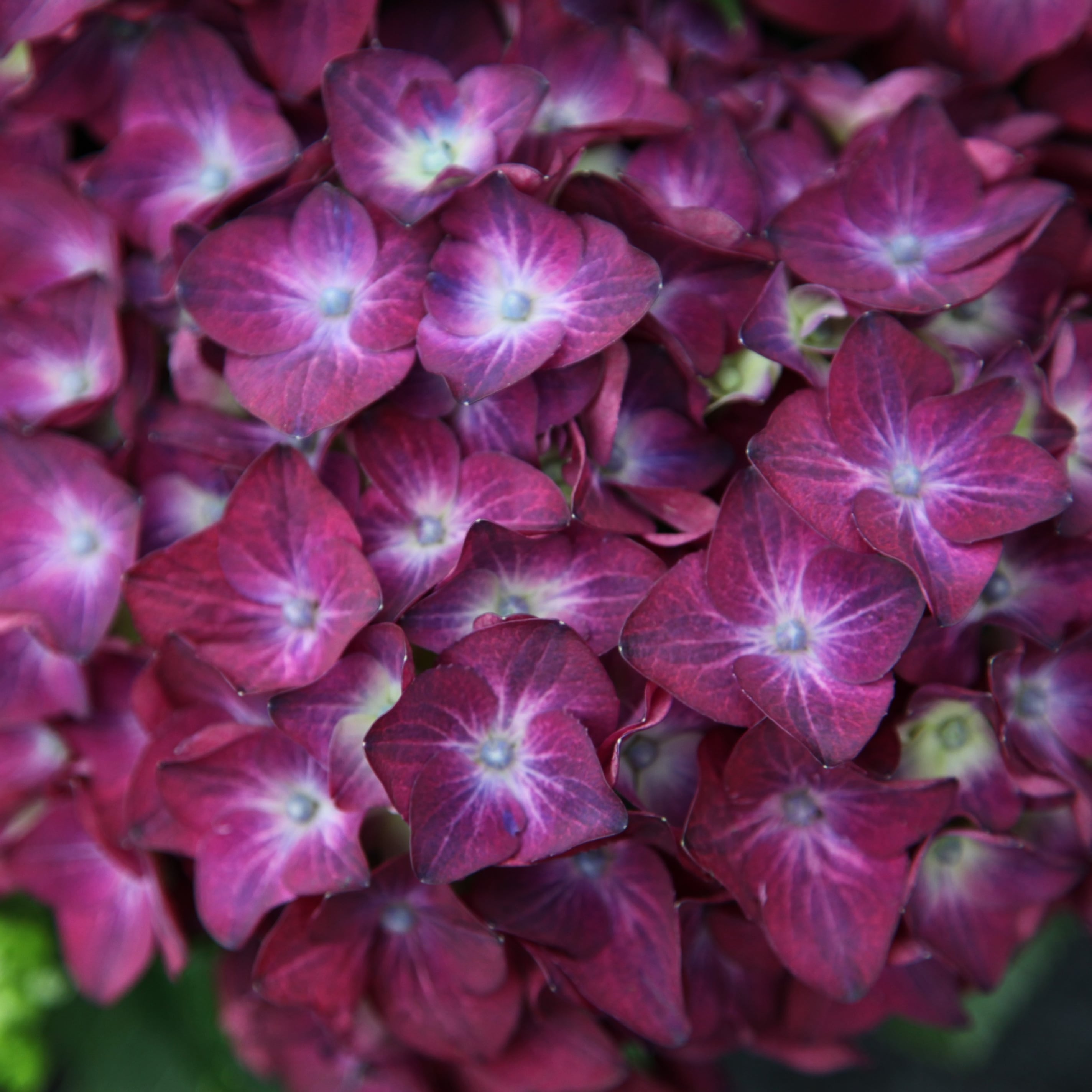 Hot Red Hydrangeas: The Ultimate Guide To Growing And Caring For These ...