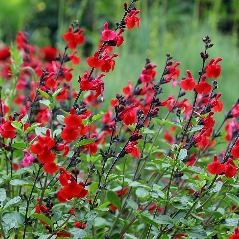 Buy sage Salvia 'Royal Bumble'
