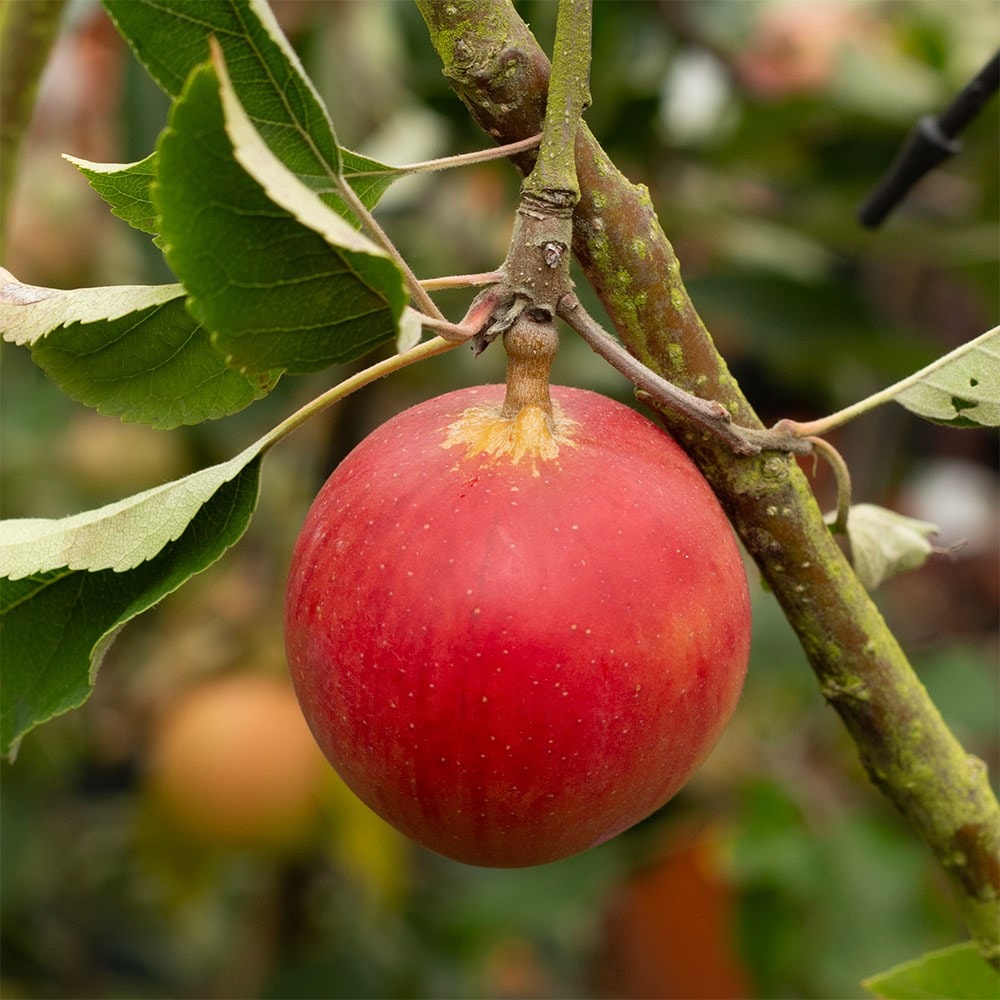 Buy eating / dessert apple apple Little Pax: £149.99 Delivery by Crocus