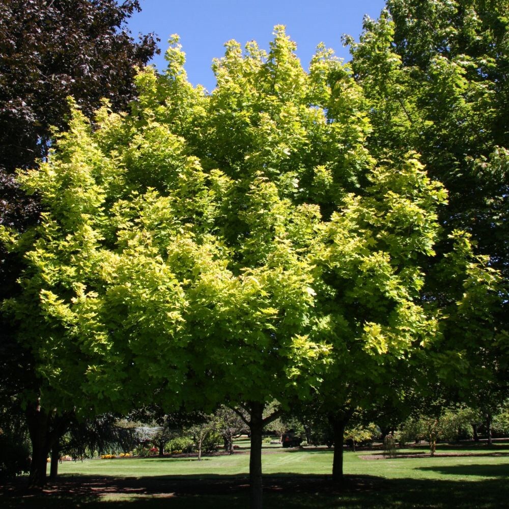 Buy Norway maple Acer platanoides Princeton Gold ('Prigo') (PBR): £99. ...