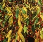 Buy crab apple 'Sun Rival' Malus Sun Rival: £63.99 Delivery by Crocus
