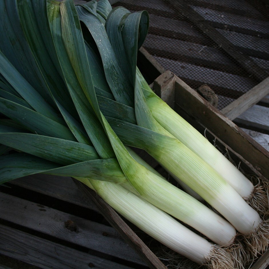 Buy leek /Allium porrum 'Below Zero' F1 leek 'Below Zero'