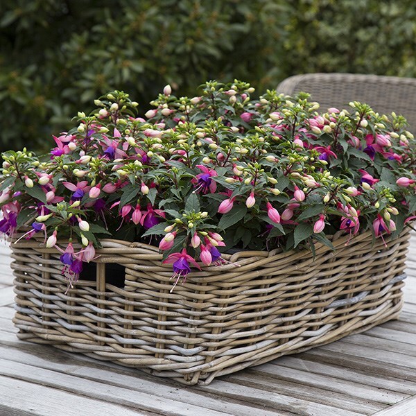 Buy fuchsia Fuchsia Mariska ('Bf01') (Bella Series) (PBR): £6.99 ...