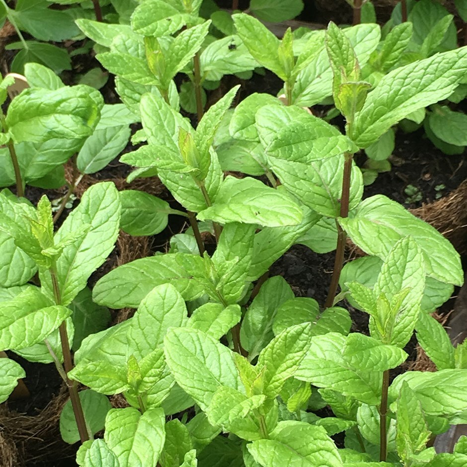 Buy spearmint seeds syn Mentha viridis Mentha spicata