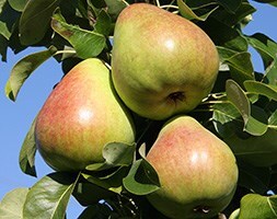 Buy Fruit tree protector