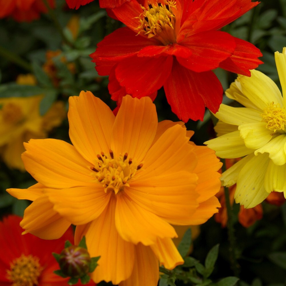 Cosmos sulphureus Bright Lights mixed
