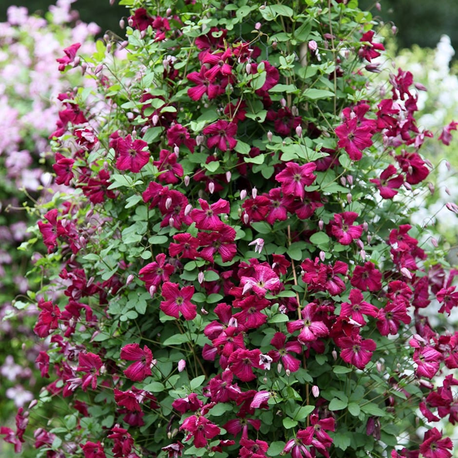 Buy clematis (group 3) (syn. Clematis Viticella Rubra) Clematis 'Rubra' Buy clematis (group 3) (syn. Clematis Viticella Rubra) Clematis 'Rubra'