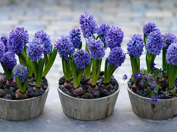 Buy 'prepared' hyacinth bulbs for forcing Hyacinthus orientalis Delft ... Buy 'prepared' hyacinth bulbs for forcing Hyacinthus orientalis Delft ...