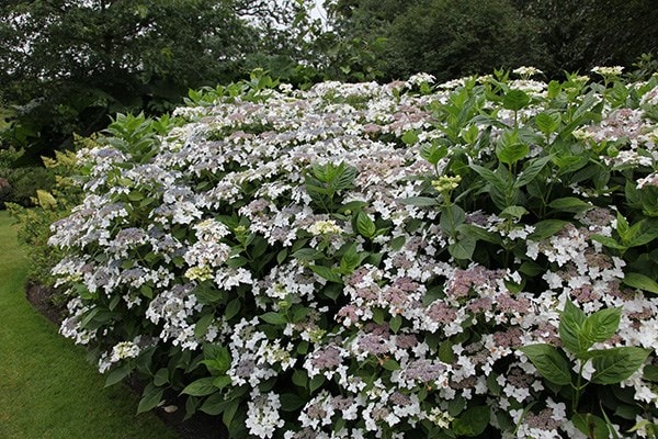 Buy lacecap hydrangea Hydrangea macrophylla 'Lanarth White': Delivery ...