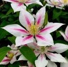Buy clematis (group 2) Clematis Andromeda: £19.99 Delivery by Crocus