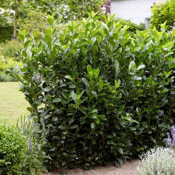 Buy laurels: Delivery by Crocus