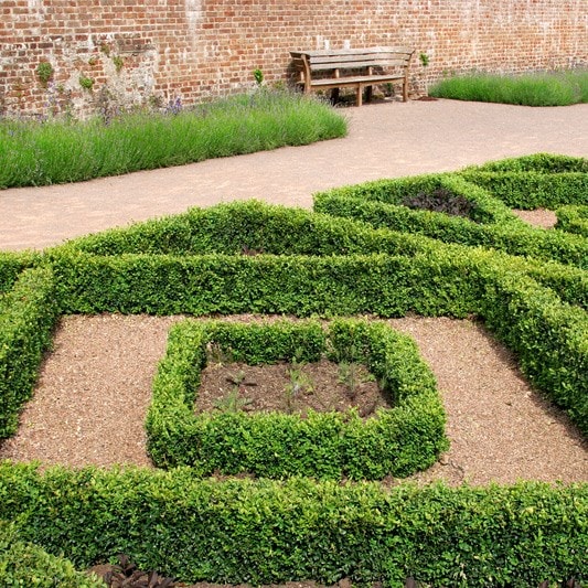 Buy common box Buxus sempervirens: £11.99 Delivery by Crocus Buy common box Buxus sempervirens: £11.99 Delivery by Crocus