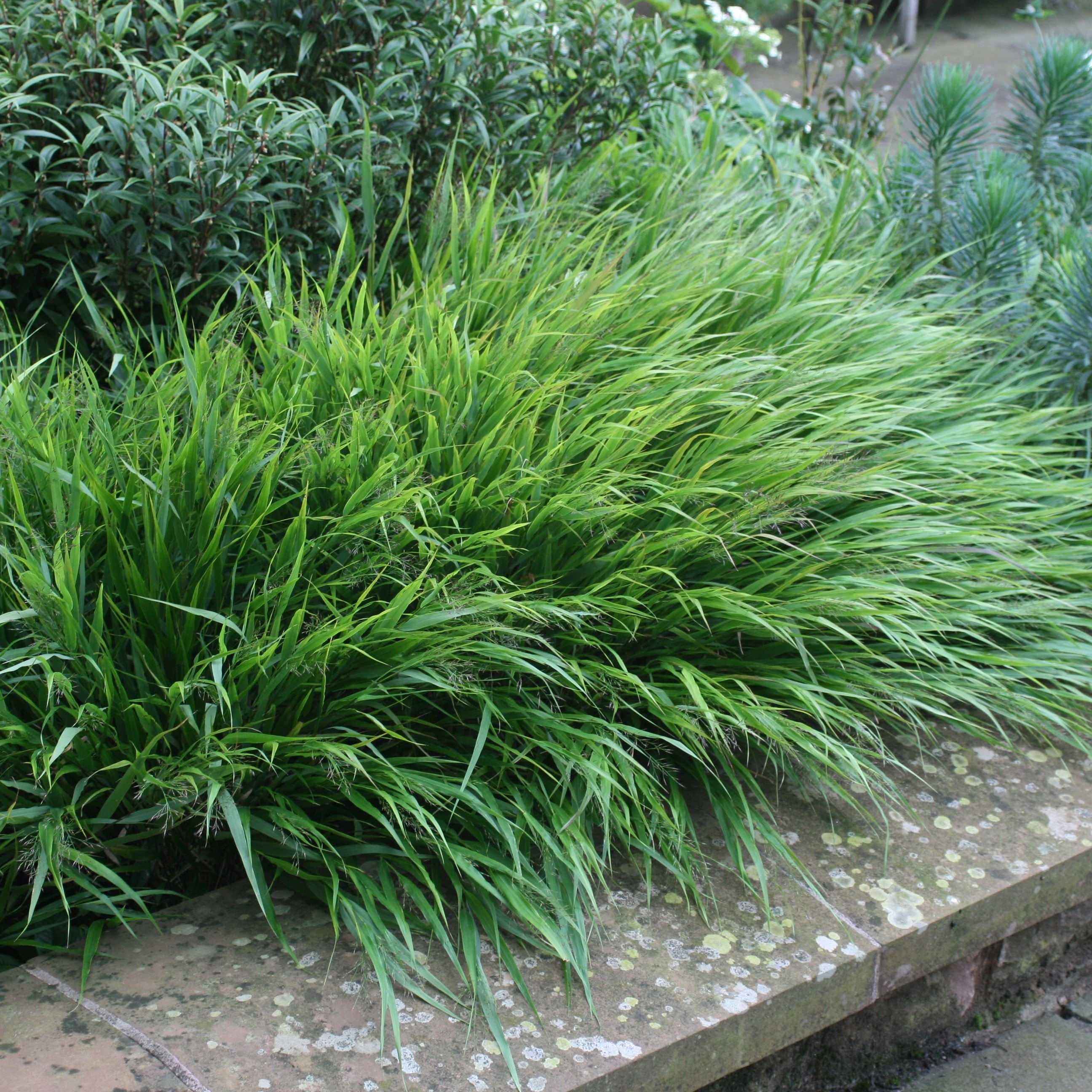 Buy hakonechloa Hakonechloa macra