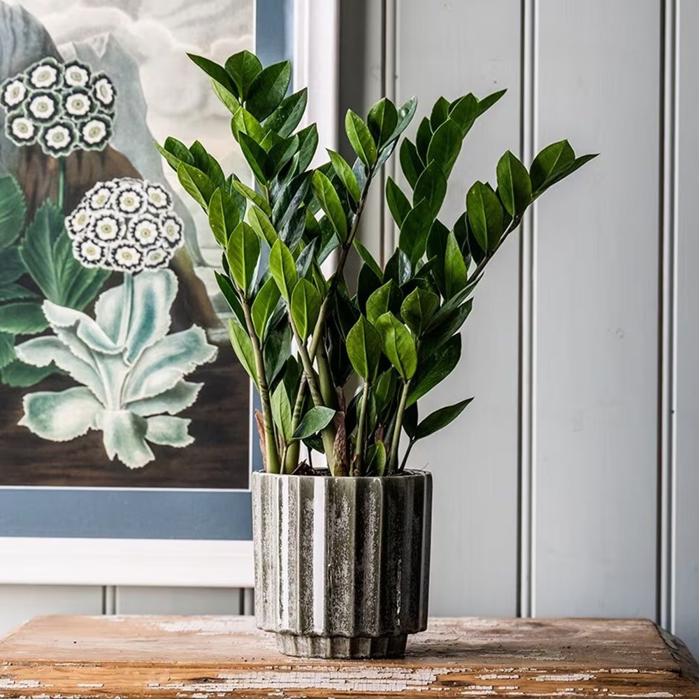 Buy fern arum Zamioculcas zamiifolia Delivery by Waitrose Garden