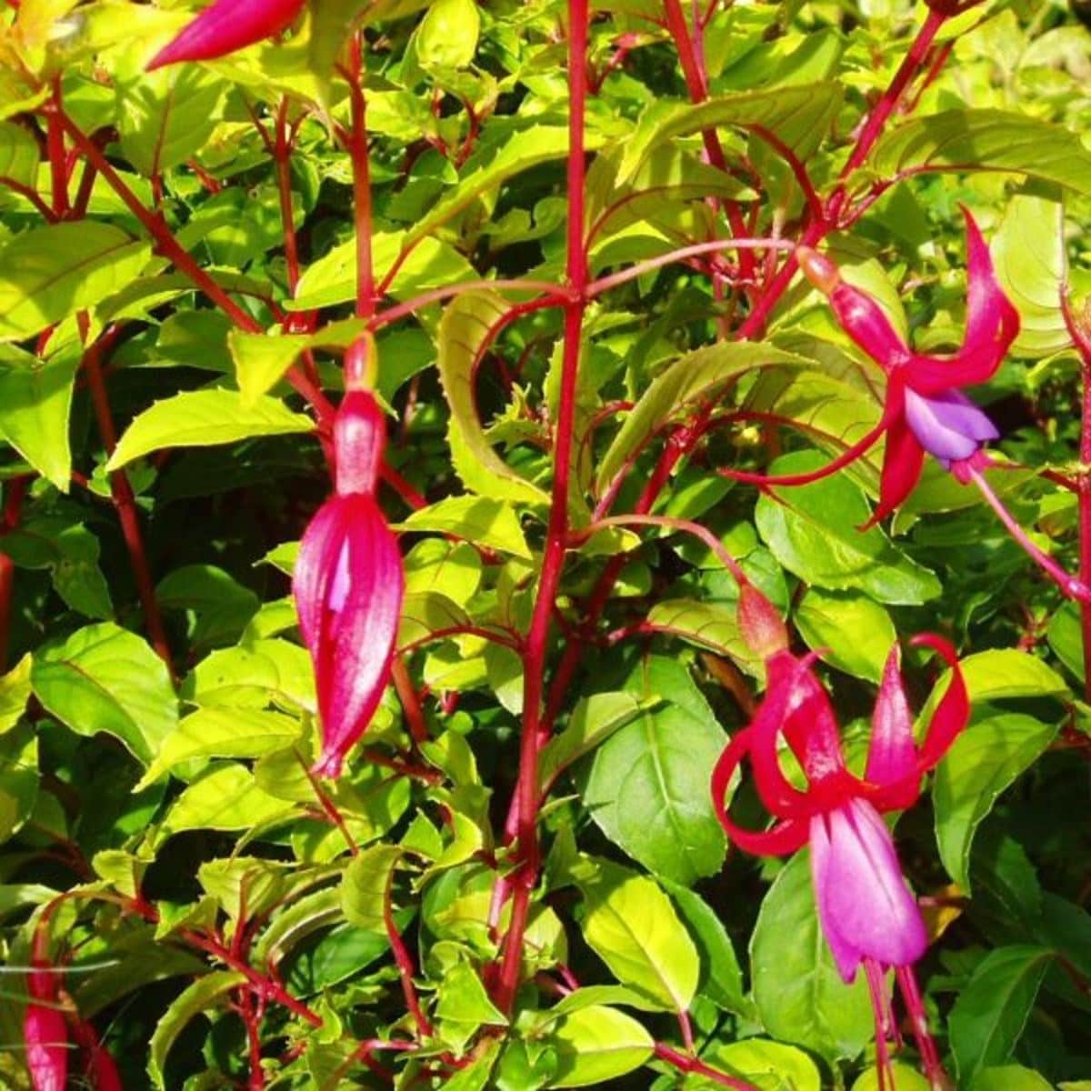 Buy fuchsia Fuchsia Genii: £14.99 Delivery by Crocus
