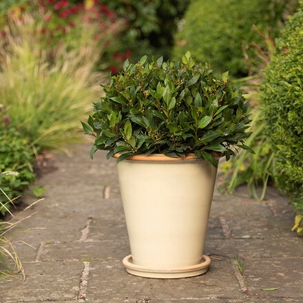 Buy Laurus nobilis: Delivery by Crocus