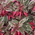 Buy hardy fuchsia Sunray Fuchsia Sunray: £14.99 Delivery by Crocus