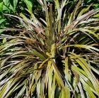 Buy bush flax Astelia nervosa Westland: £24.99 Delivery by Crocus