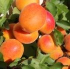 Buy apricot Tomcot apricot Tomcot: £74.99 Delivery by Crocus