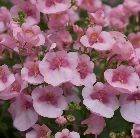 Buy diascia Diascia Diamond Light Pink: £5.99 Delivery by Crocus