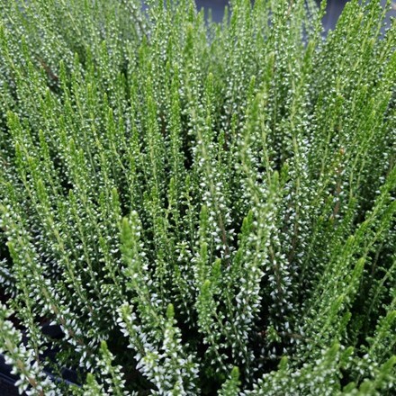 Buy Heathers: Delivery by Crocus