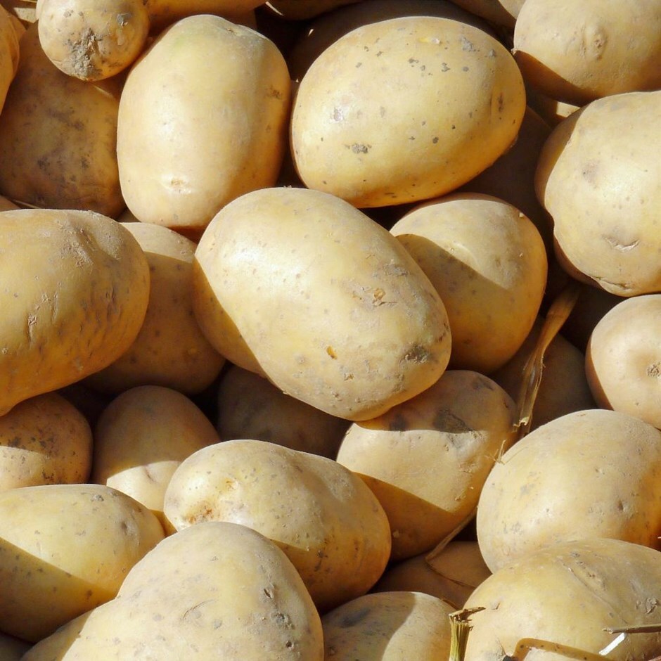 Buy Potato First Early Scottish Basic Seed Potato Potato Foremost buy-potato-first-early-scottish-basic-seed-potato-potato-foremost
