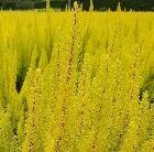 Buy Tree Heather Erica arborea var. alpina f. aureifolia Albert's Gold ...