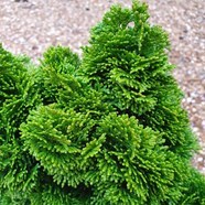 Buy Lawson s Cypress Chamaecyparis Lawsoniana Minima Aurea 23 99