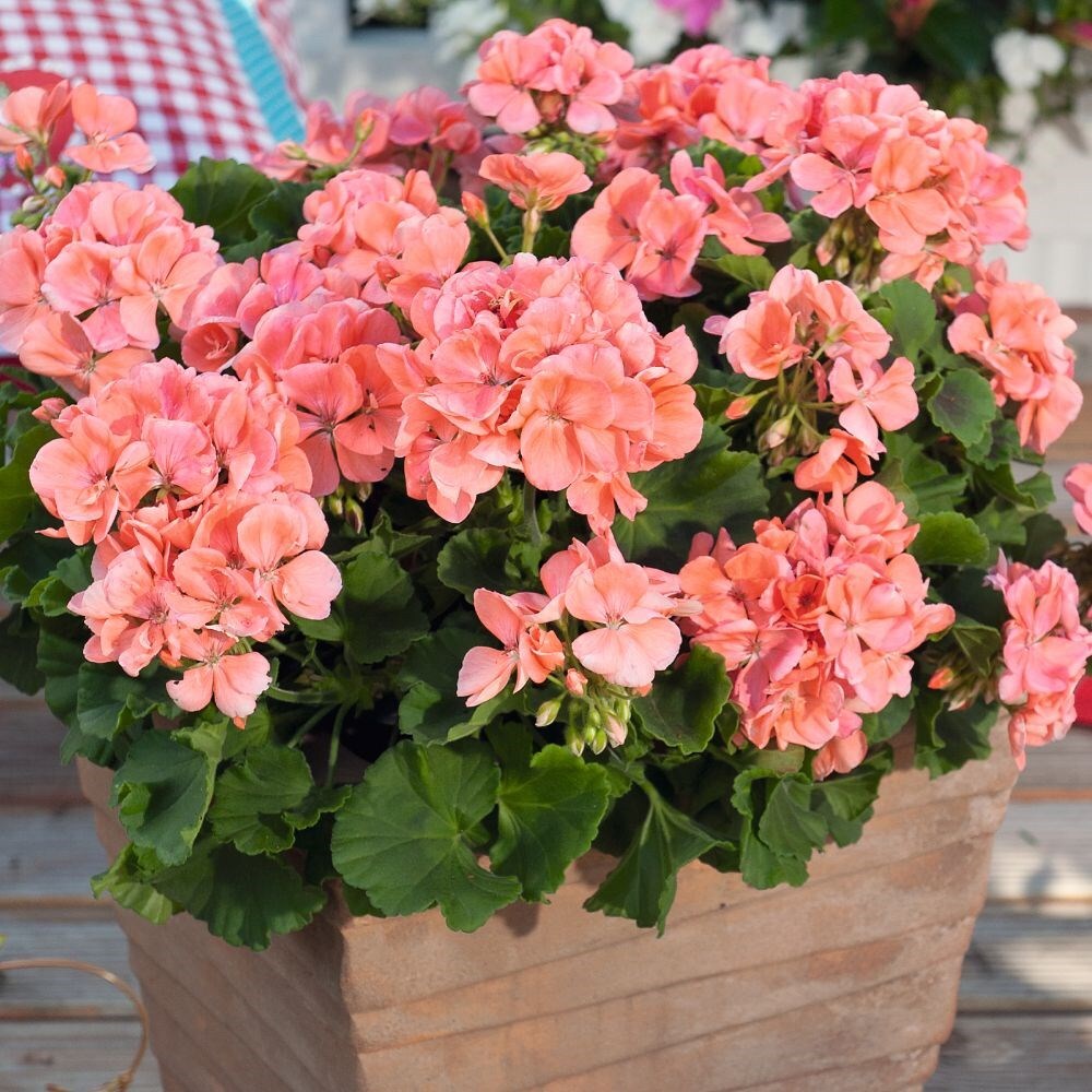 pl2000039075_card2_lg.jpg (1000×1000)