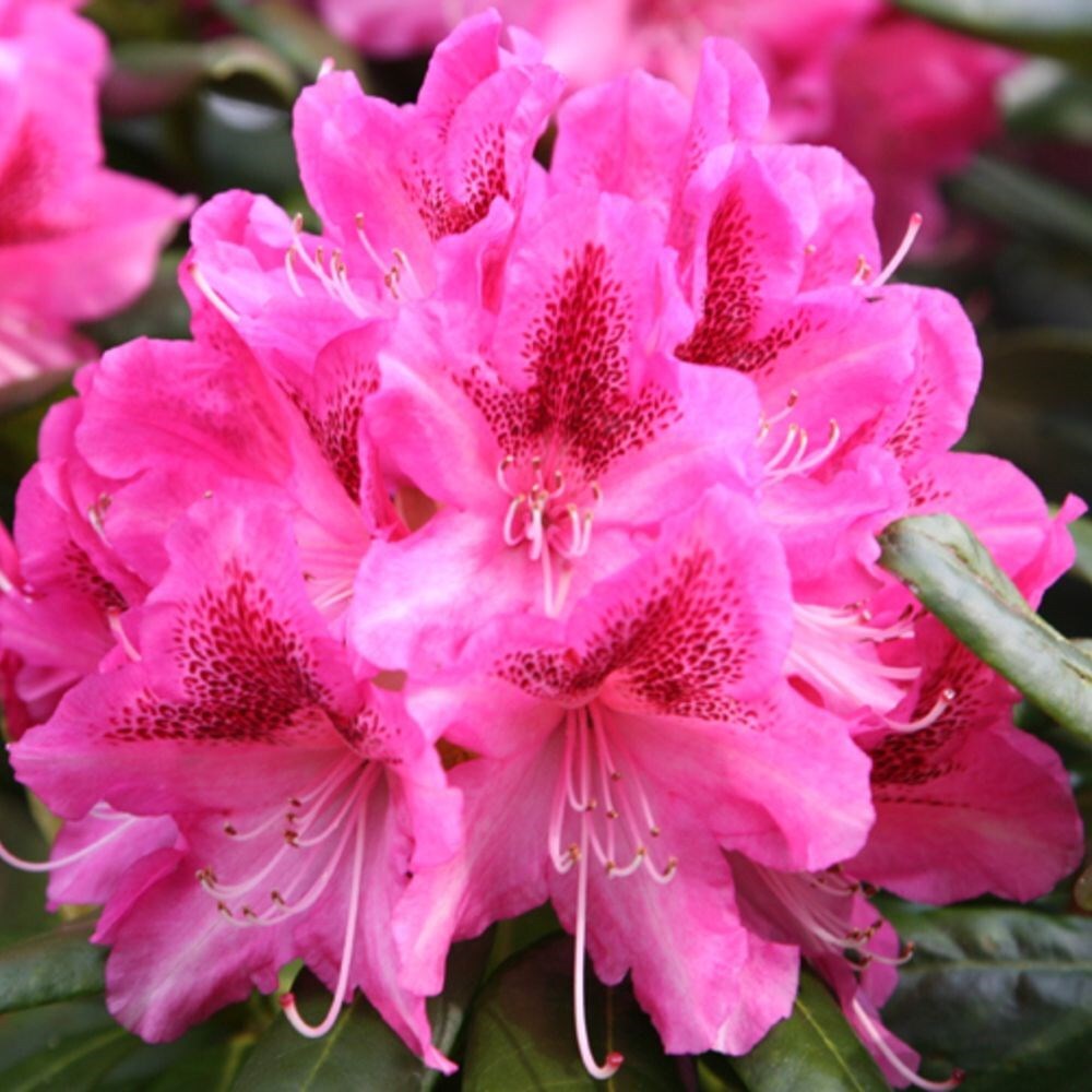 Plant in 1Ltr Pot Rhododendron Large FLR Rhododendron hybrida ...