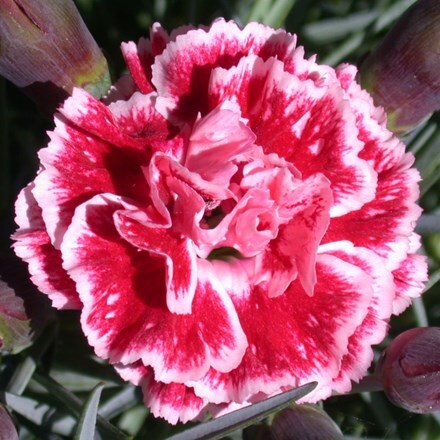 Buy dianthus: Delivery by Crocus