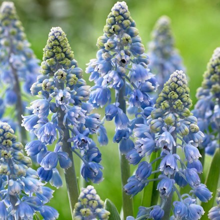Buy muscari: Delivery by Crocus